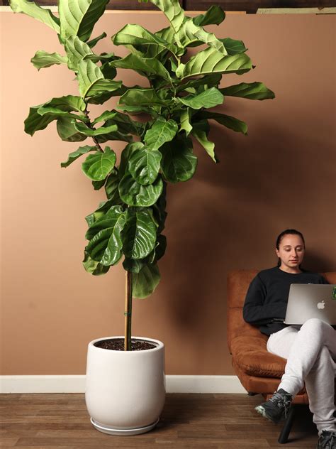 7 10ft Fiddle Leaf Fig Dahing Plants