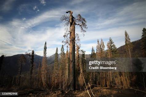 Killing Trees Photos And Premium High Res Pictures Getty Images