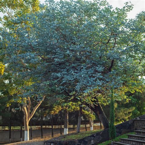 Eucalyptus Argyle Apple Seeds The Seed Collection
