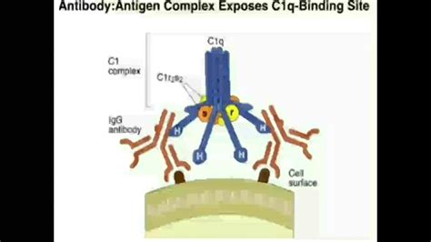 Classical Pathway Complement System Youtube