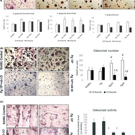 Opsonization Of Bacteria Abrogates Porphyromonas Gingivalis
