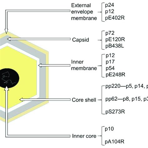 Pdf Structures And Functional Diversities Of Asfv Proteins