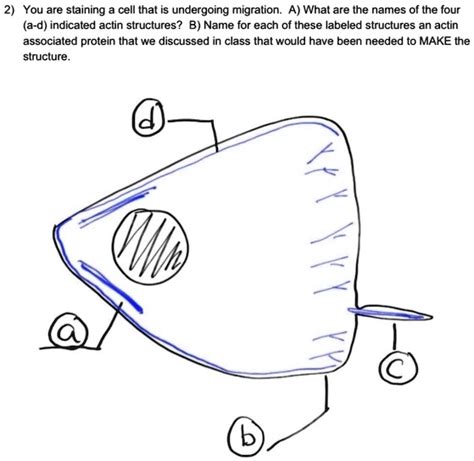 You Are Staining Cell That Undergoing Migration A What Are The Names Of The Four A D Indicated