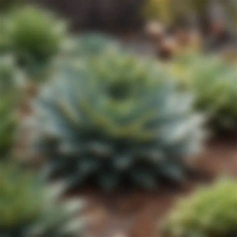 Exploring Long Flat Leaf Succulents Care And Cultivation