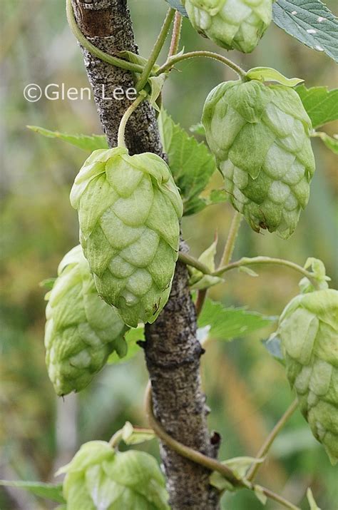 Humulus Lupulus Photos Saskatchewan Wildflowers