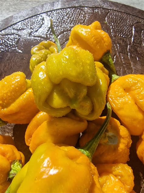 Moruga Golden Chilli Seeds Moruga Golden Pepper Seeds Red Dragon Seeds