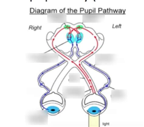 Ocular Physiology Diagram Quizlet