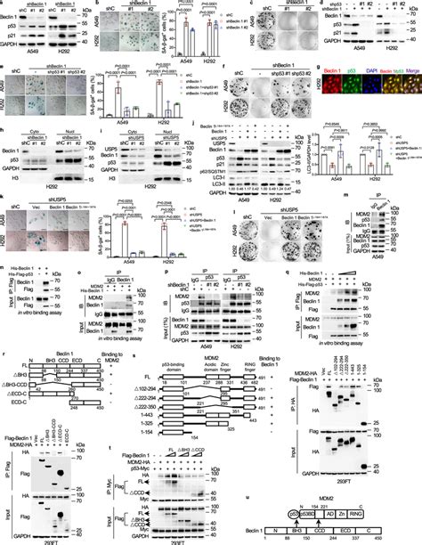 Nuclear Beclin 1 Enhances Mdm2 P53 Interaction To Destabilize P53 And