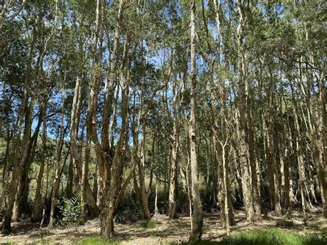 Redhead Lagoon Trail New South Wales Australia Alltrails