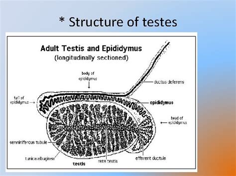 Male Genital Tract Dr Mazin Albakri Male Reproductive