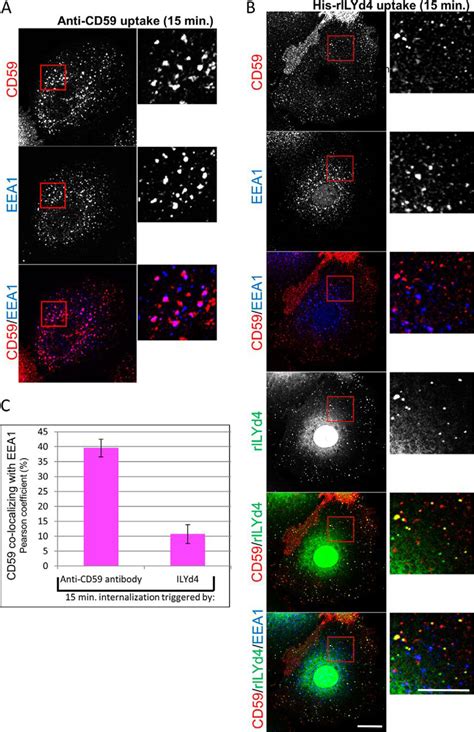 Rapid Degradation Of The Complement Regulator Cd59 By A Novel