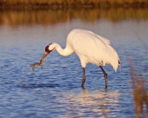 Celebrate The Valor And Value Of The Nations Birds