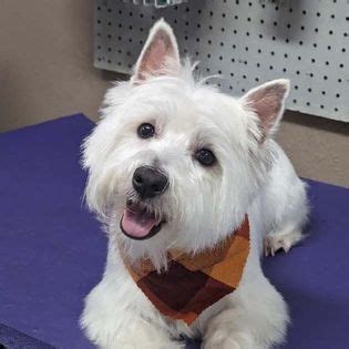 Hollywoof Pet Resort Pet Grooming Boarding And Daycare Lakeland Fl