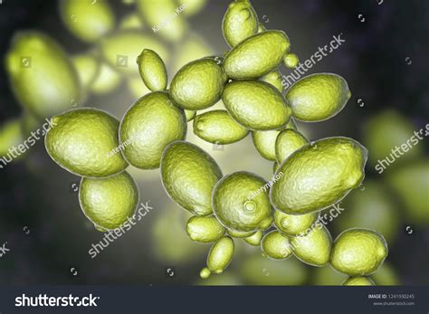 Saccharomyces Microscopic