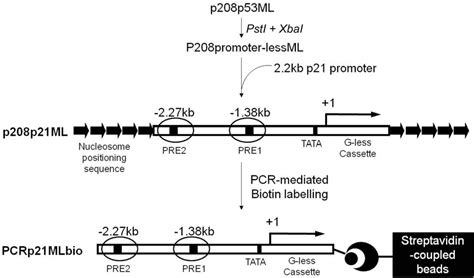Figure 1 From Reverse Transcriptase Coupled Quantitative Real Time Pcr