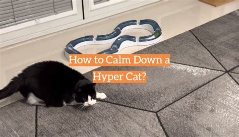 How To Calm Down A Hyper Cat Kittenwiki