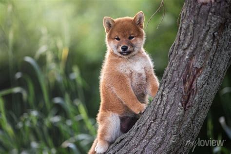 Red Fox Shiba Inu