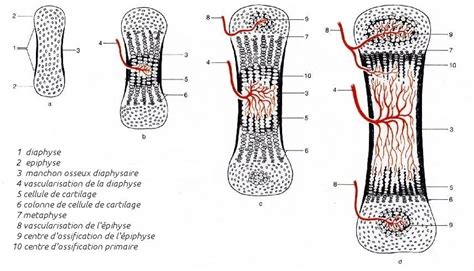 Croissance Osseuse Bone Growth