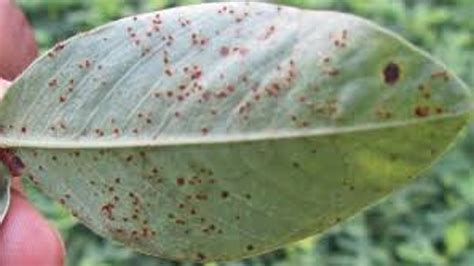 Rust Puccinia Arachidis Agricultural Solutions