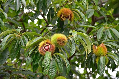 Chestnuts Tree Fruit