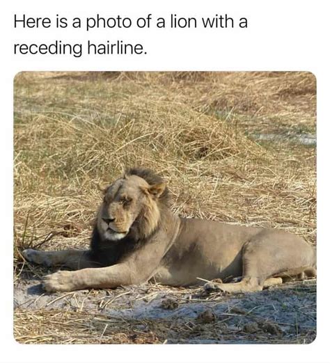 30 Funny Lion Memes With Big Cat Energy