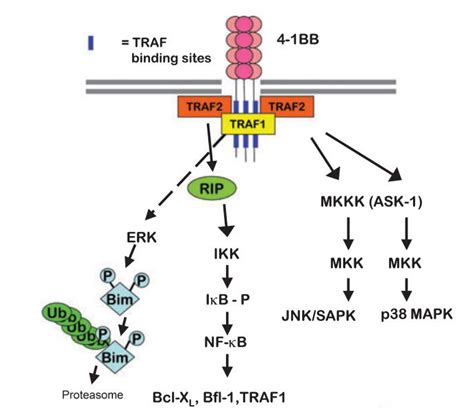 肿瘤免疫靶点4 1bb 专注肿瘤免疫