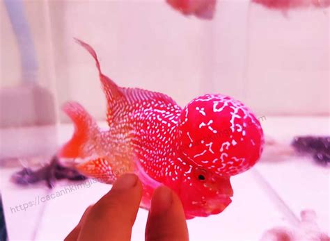 Cách Nuôi Cá La Hán Lên Đầu To And Kỹ Thuật Chăm Sóc Giữ Màu Đẹp