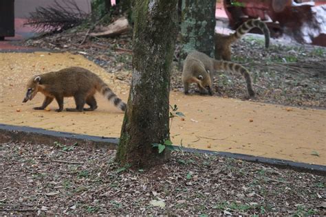 Wildlife At Iguazu Falls Argentina Side Among The Most C Flickr