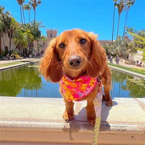 Maple The Breakfast Weenie Youtube