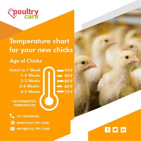 Poultrycare Temperature Chart For Your New Chicks