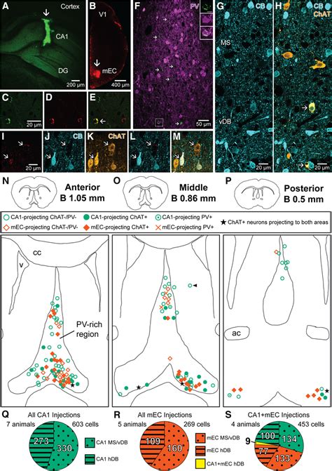 Distribution Of Retrogradely Labeled Septal And Diagonal Band Neurons