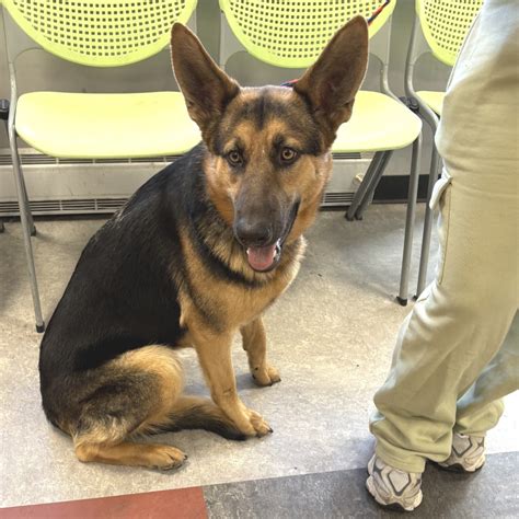 Adopt Lady Bug Today Find Paw Pal