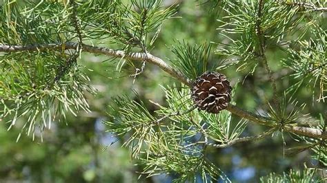Virginia Pine 10 Live Trees Unique Evergreen Specimen Planting Pinus