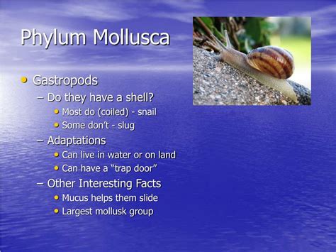 Ppt Phylum Mollusca Powerpoint Presentation Free Download Id5403938