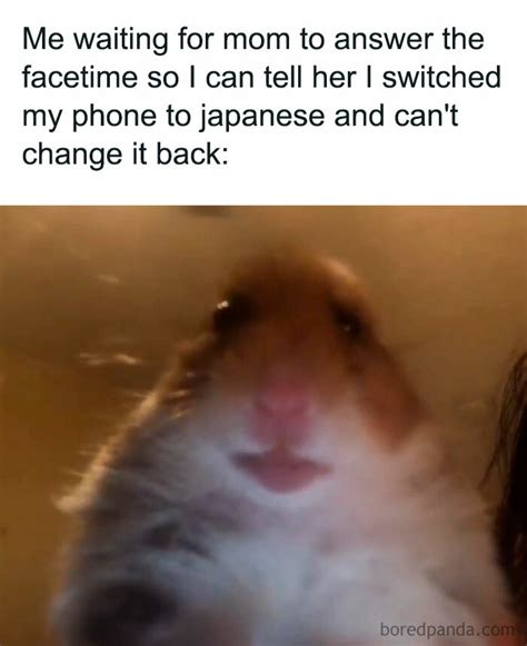 30 Hamster Memes That Will Have You Squeaking With Laughter Bored Panda