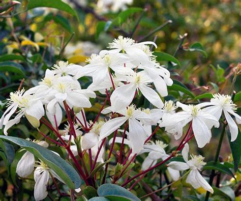 Pruning Clematis Essential Tips For Healthier Plants