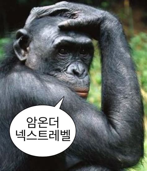 원숭이 짤13 웃긴 인용구 웃긴 웃긴 밈