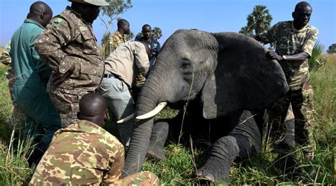 Darting Elephants In Murchison Falls National Park Edgar R Batte