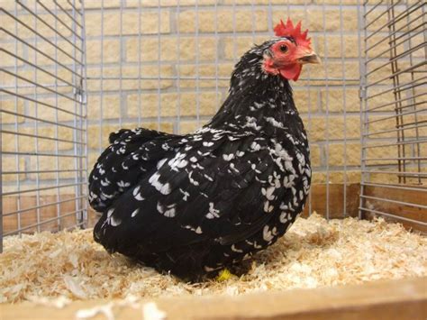 Bestand Chabo Bolstaart Zwartwitgepareld Hen  Kippen Encyclopedie