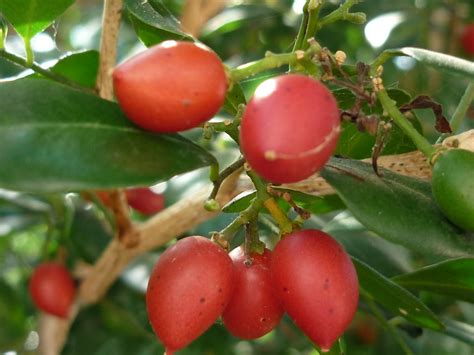 Nguyệt Quế Trái Murraya Paniculata Họ Cam Rutaceae Flickr