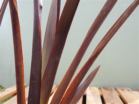 Phormium Tenax Purpurea — Statement Trees