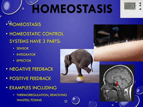 What Is Homeostasis Meaning Definition And Examples