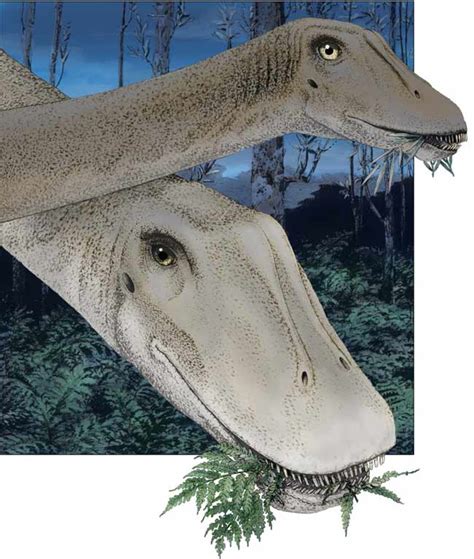Diplodocus Skull Labeled