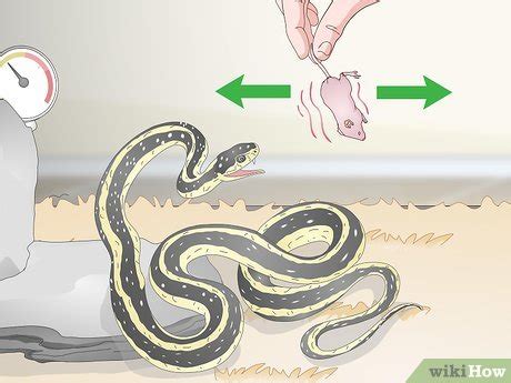 4 Ways To Care For Snakes Wikihow Pet