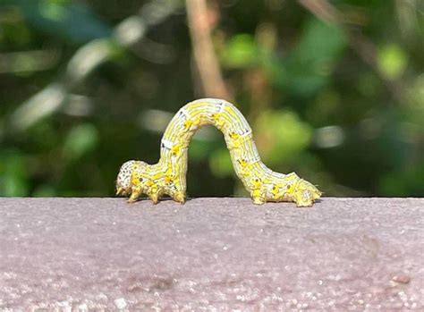 An Inch Worm Mid Inch Scrolller