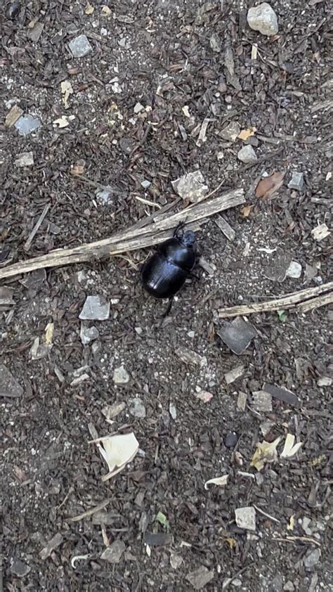 2 Cool Beetles Found In Karlsruhe Germany Can Anyone Id Rbeetles