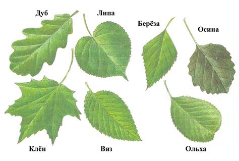 Мелколиственные фото МетСтройСпбру
