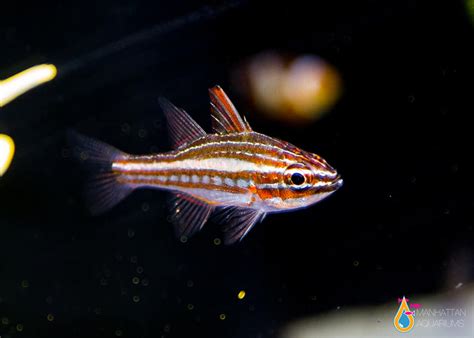 Red Striped Cardinalfish Manhattan Aquariums