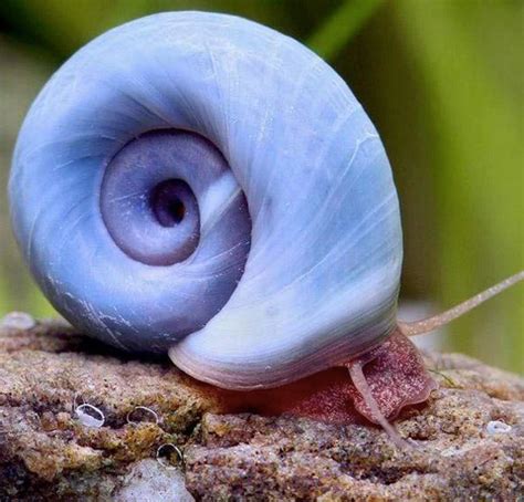 The Aquariums Signature Blue Color Is The Blue Ramshorn Snail Micro
