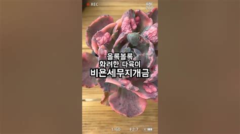 🌈 비욘세무지개금 다육이 다육식물 반려식물 다육식물키우기 에케베리아 엑스플랜트 Koreansucculents